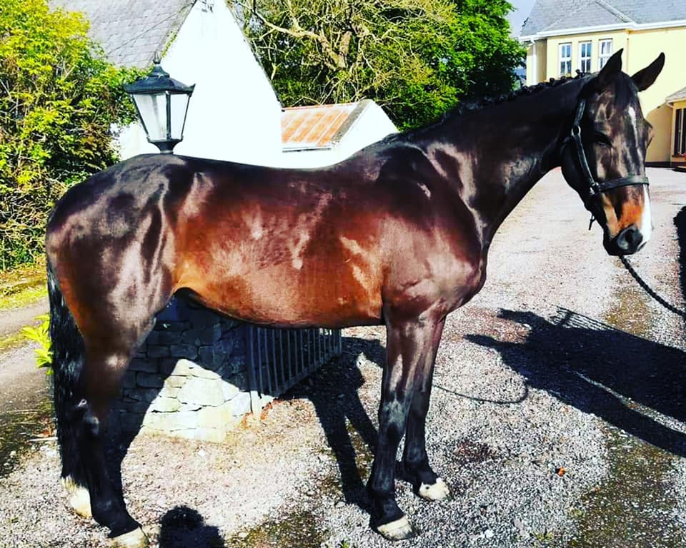 Horses for Sale - Page 3 of 8 - The Horse Exchange