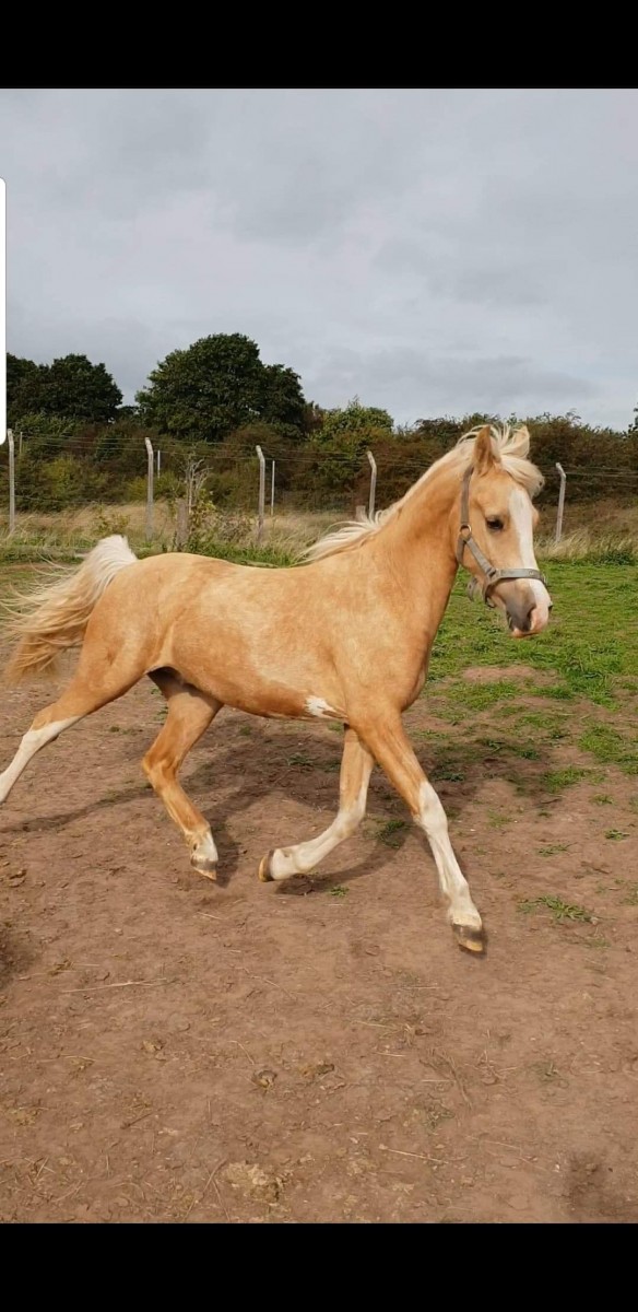 Horses for Sale - The Horse Exchange