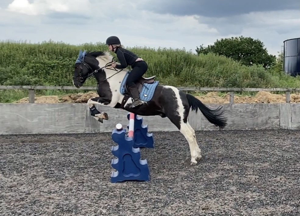 Horses for Sale - The Horse Exchange