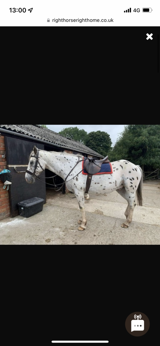 Horses for Sale - The Horse Exchange